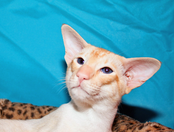 Untitled [osterfen.co.uk]